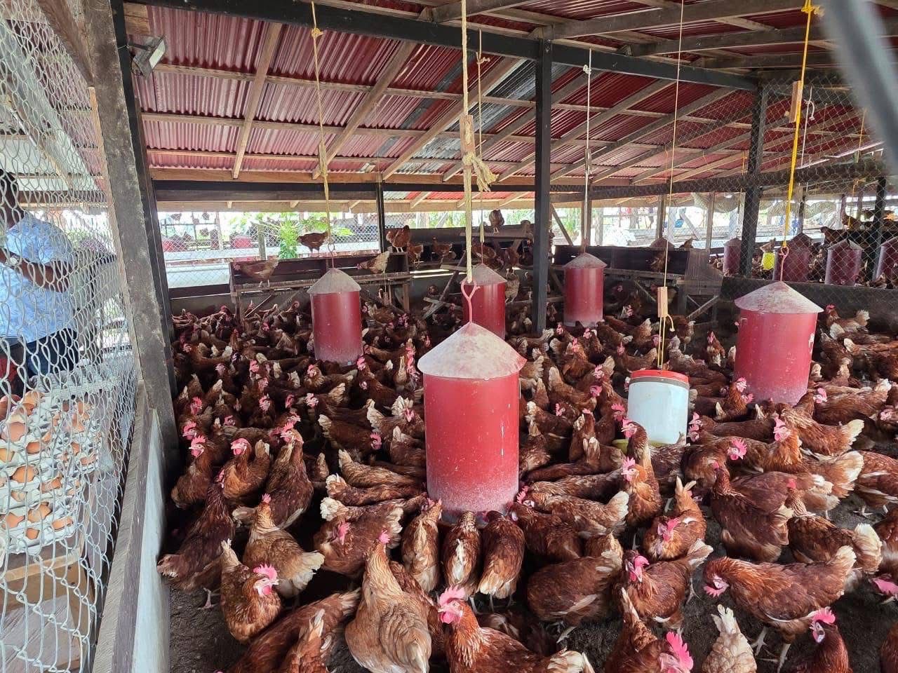 Garaban’s egg farm sets benchmark for poultry operations in Region Two ...