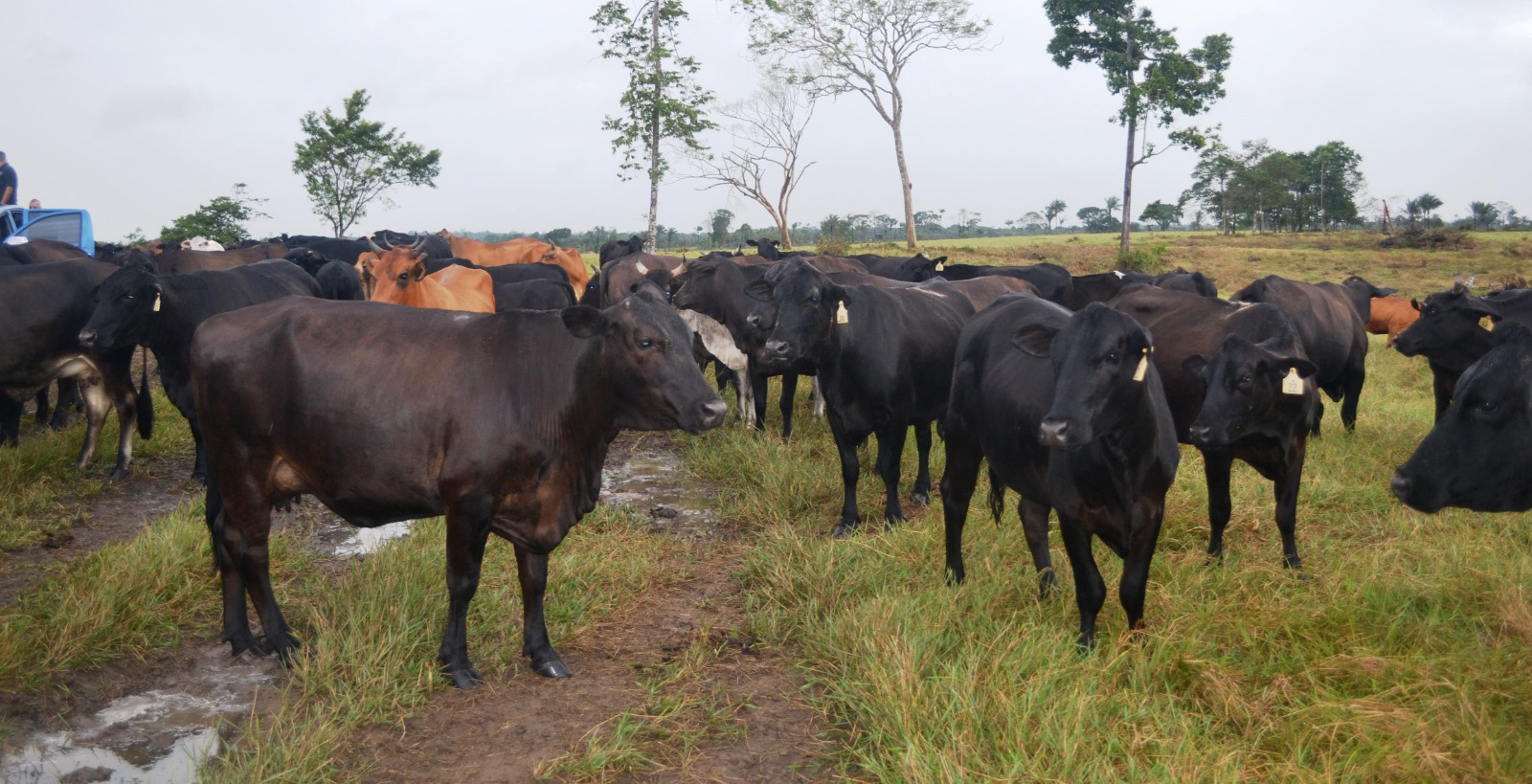 Brazil pledges support to boost Guyana's dairy industry - Ignite News