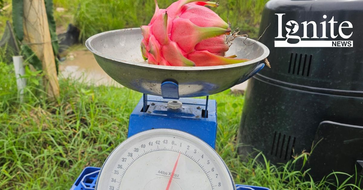 Dragon fruit yields sweet success for Berbice farmer, wine and jelly in ...